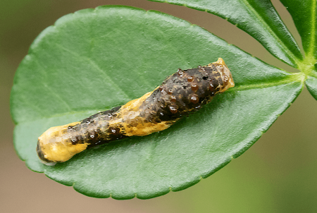 Giant Swallowtails (Papilio cresphontes) | Bee Happy Graphics